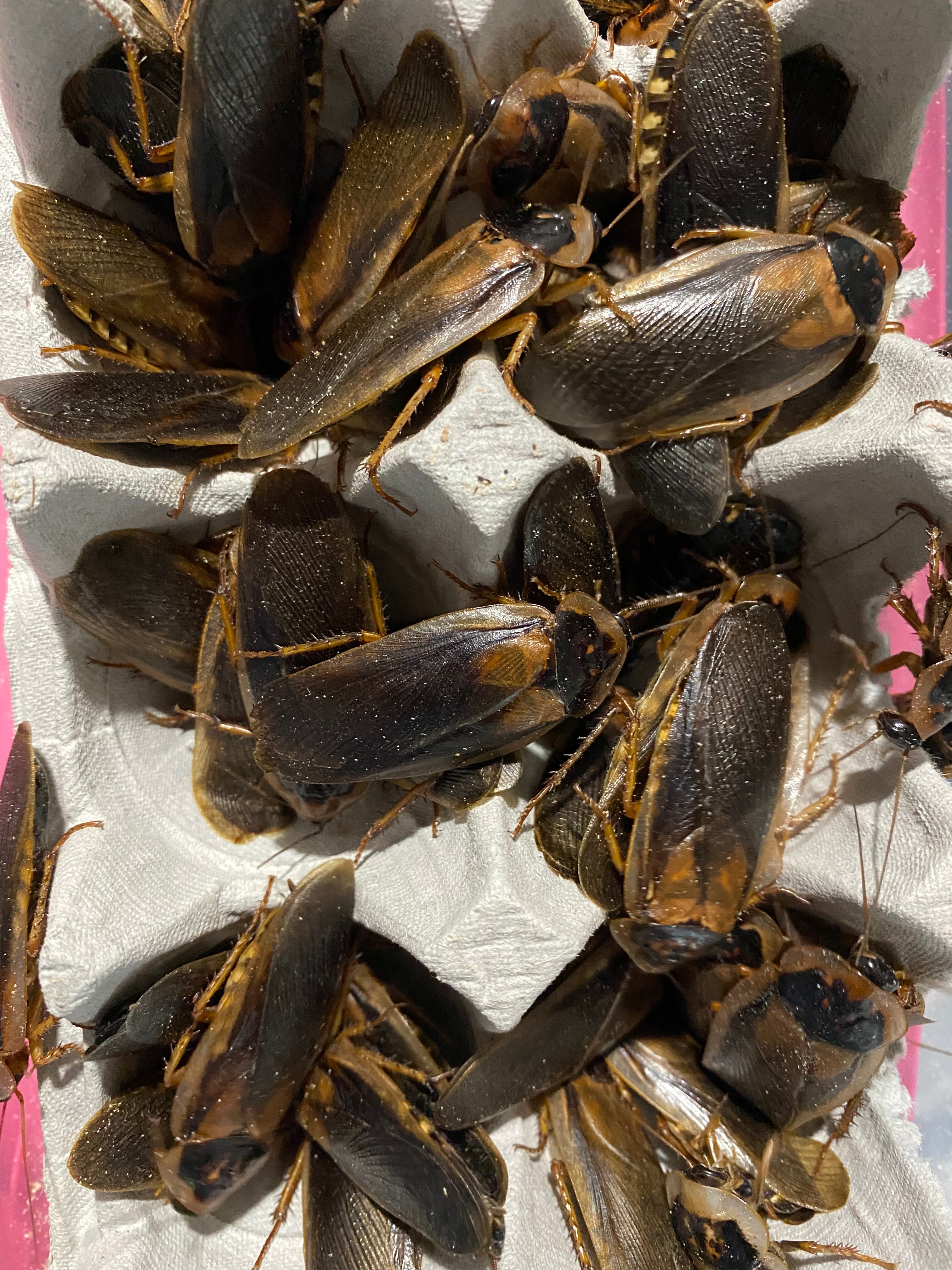 Adult Male Dubia – Caribbean Mealworms