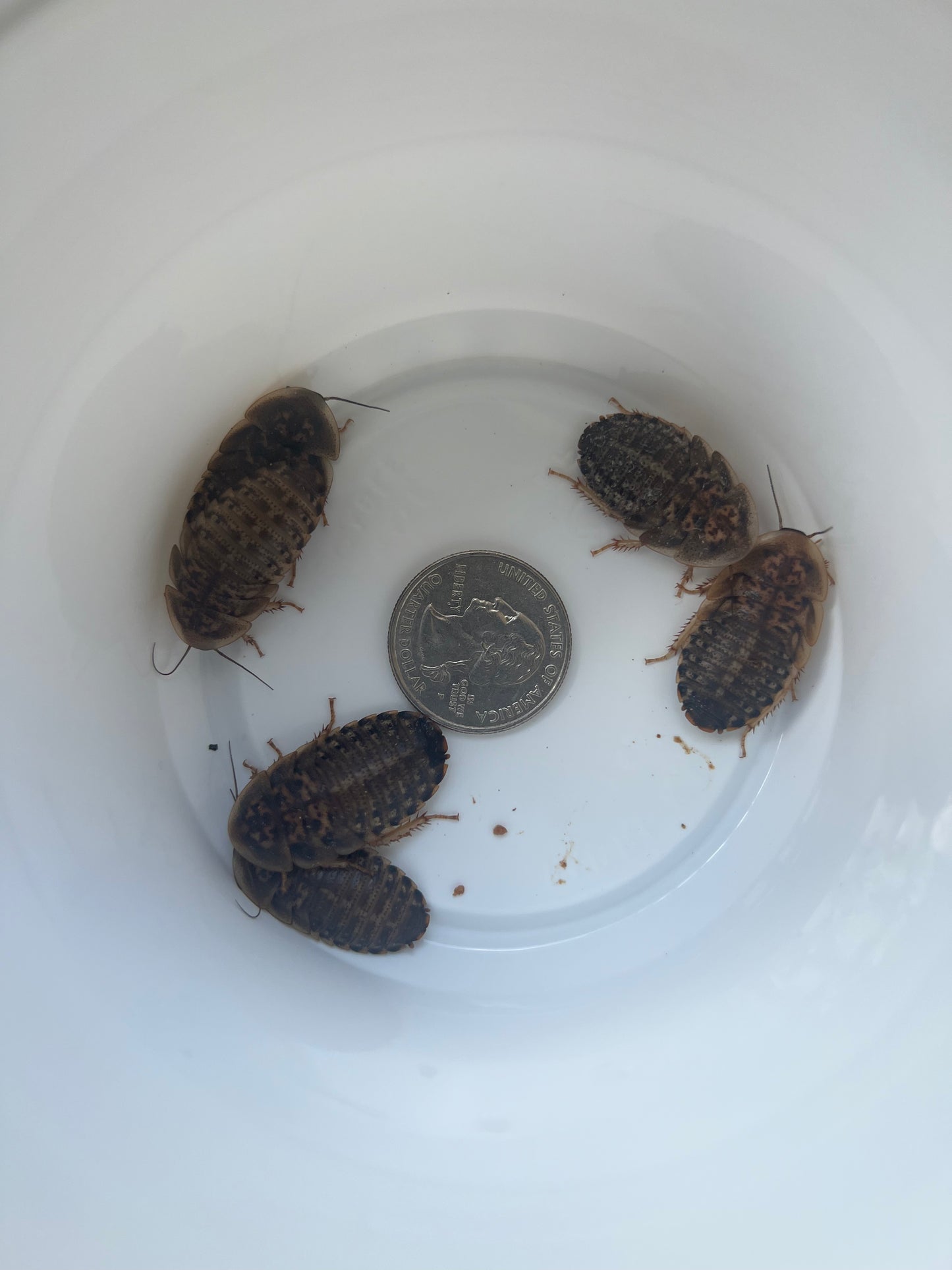 Large Dubia 7/8”-1” – Caribbean Mealworms